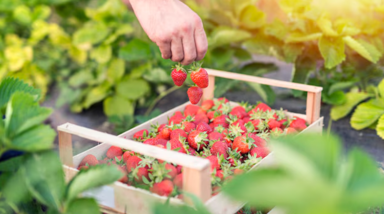 How to Grow Strawberries: The Definitive Guide