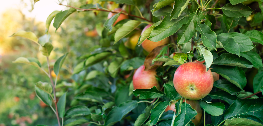 A Beginner's Guide to Growing Apple Trees