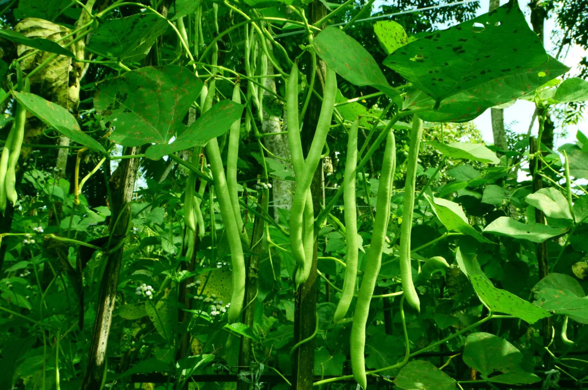 How to Plant, Grow, and Care for Climbing Beans