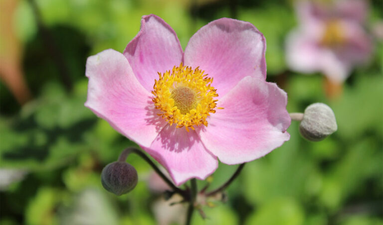 How to Grow Japanese Anemones - Planting and Care Tips