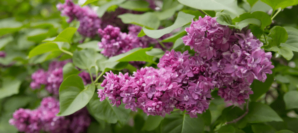 How To Grow Chaste Tree - A Complete Care Guide