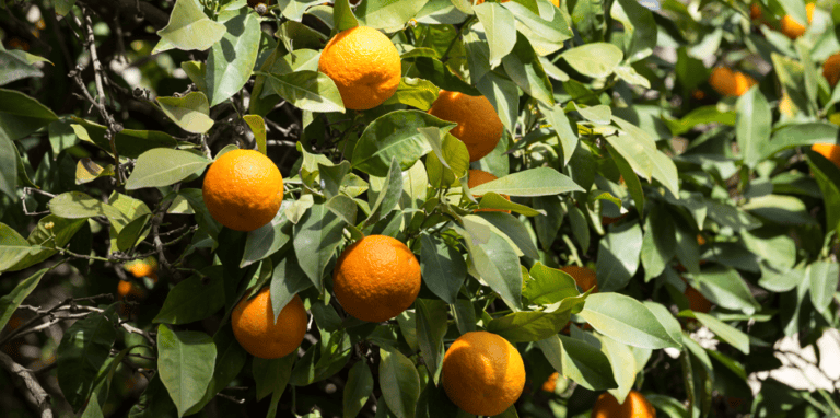 How To Grow Lime Tree: Ultimate Care Guide | Idyllic Gardening