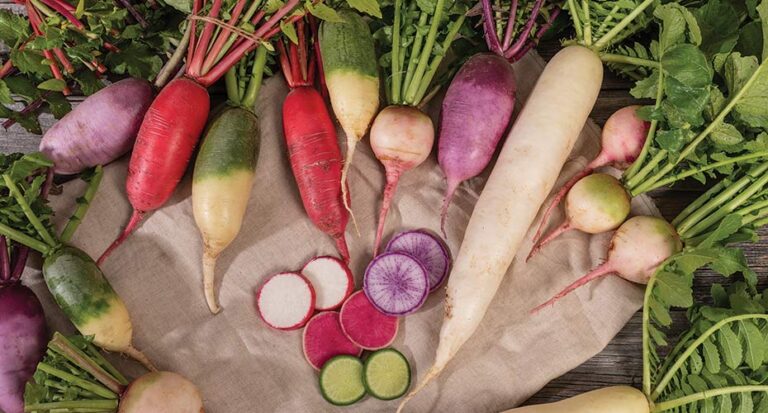 Radish Varieties: A Complete Guide to Different Types of Radishes