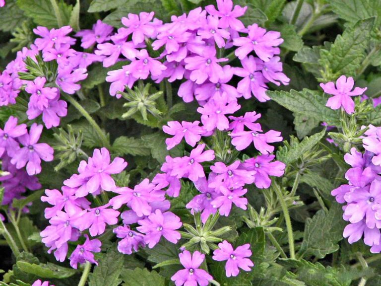 How to Grow and Care for Verbena Plants