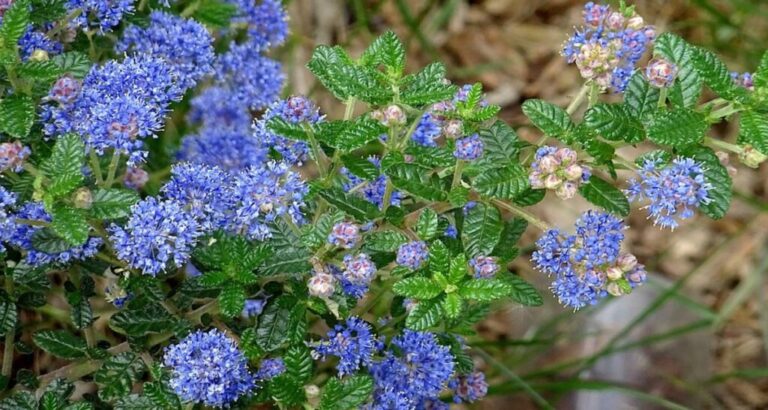 How to Grow and Care For Ceanothus - A Beginners Guide