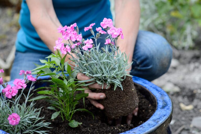 How to Grow Dianthus: A Complete Plant Care and Growing Guide