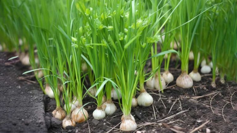 How to Grow Spring Onion in Your Garden