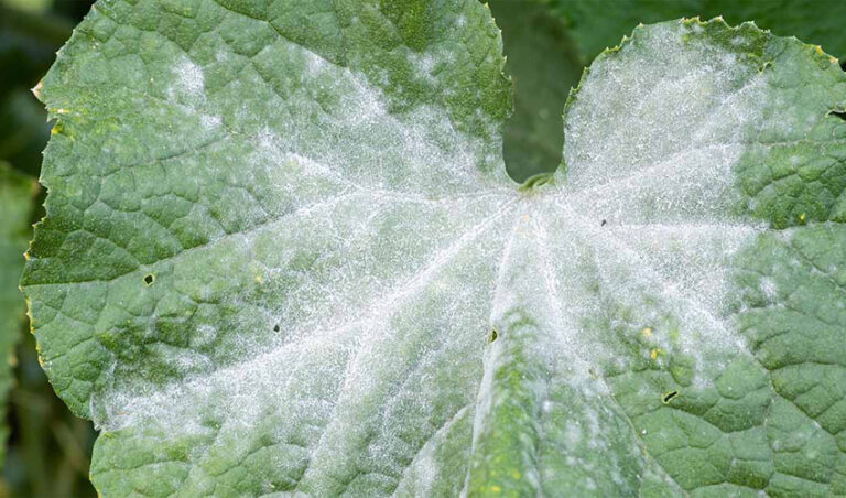What is Powdery Mildew? Causes, Symptoms, and Treatment