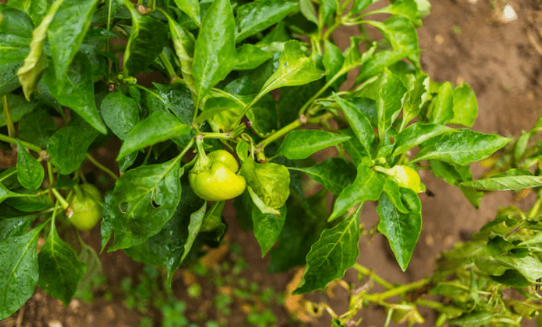 How to Grow Capsicum - Your Ultimate Growing Guide