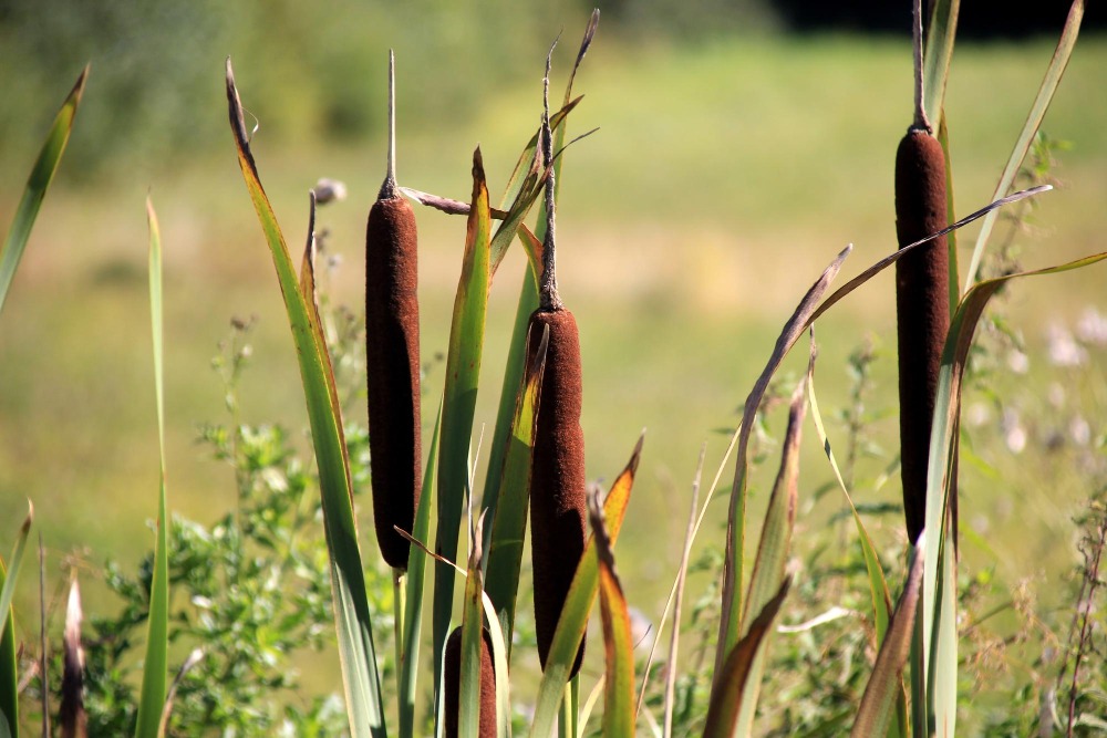 Tips On How To Control Cattails For The Pond