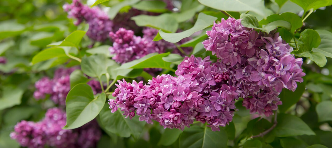 How To Grow Chaste Tree - A Complete Care Guide