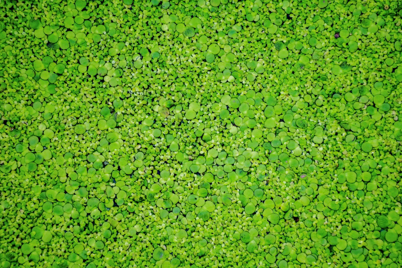 How To Get Rid Of Duckweed : Step By Step Guide - Idyllic Gardening