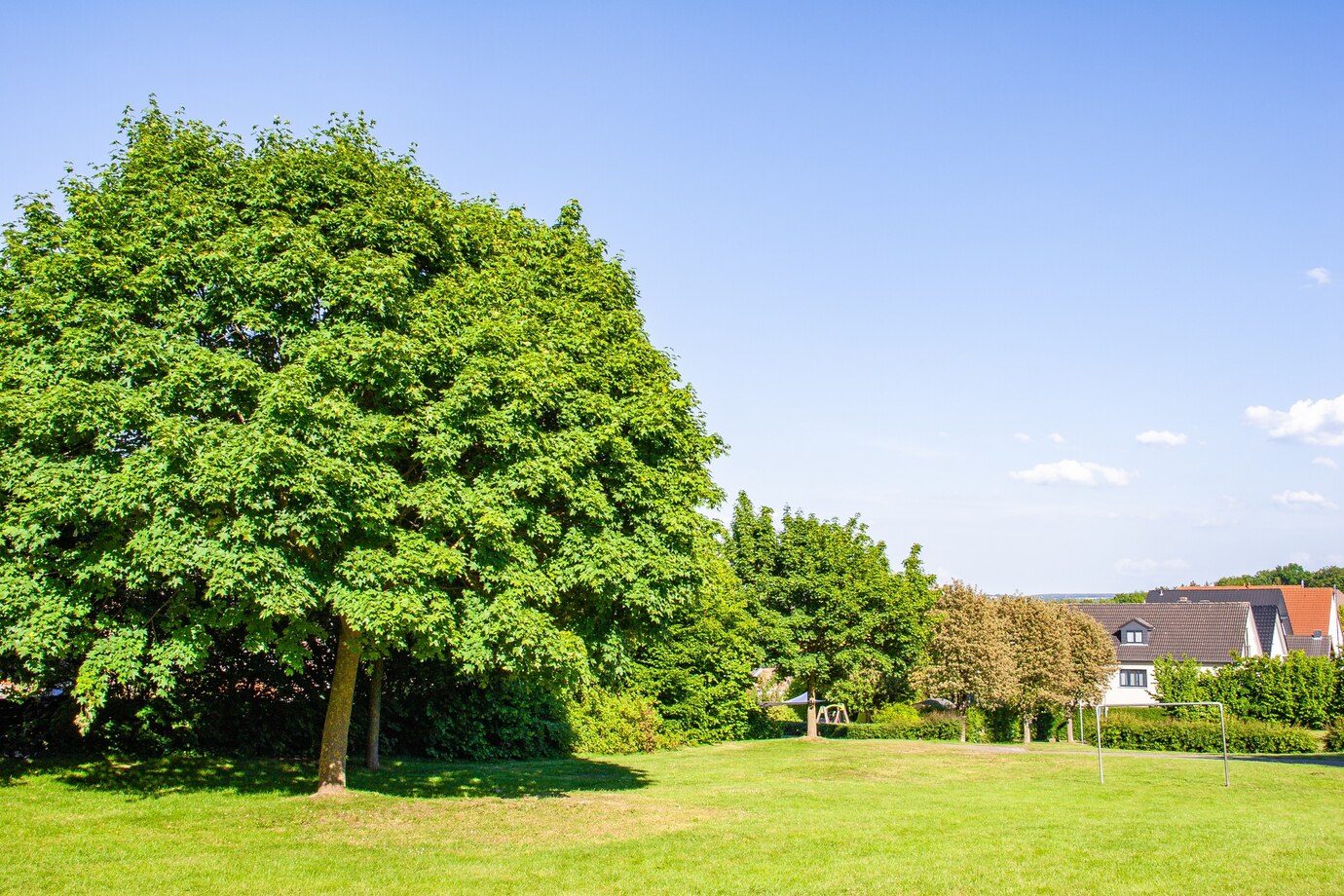 10 Best Dwarf Trees for Your Garden - Idyllic Gardening