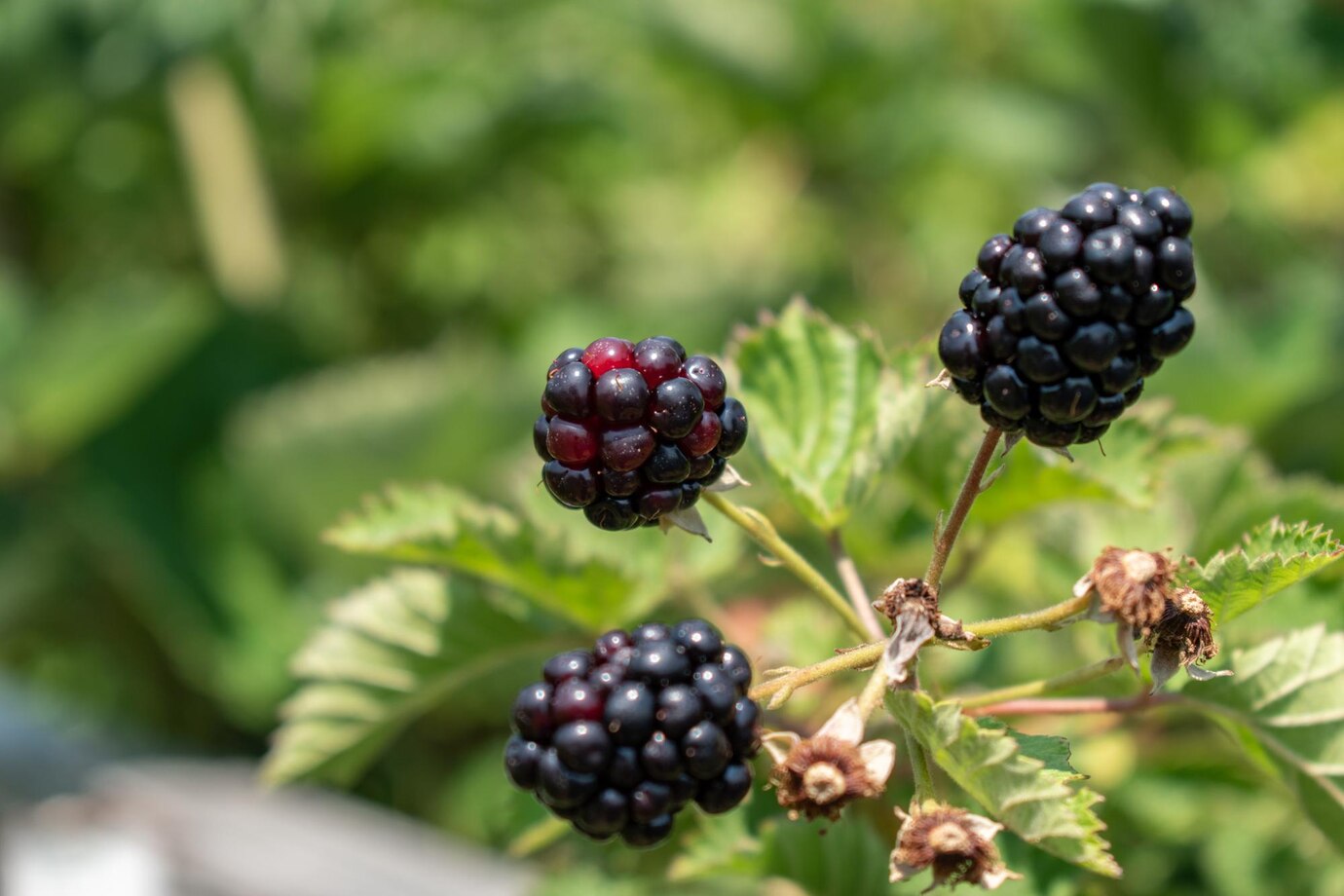 All About Wild Blackberries And How to Grow Wild Blackberry