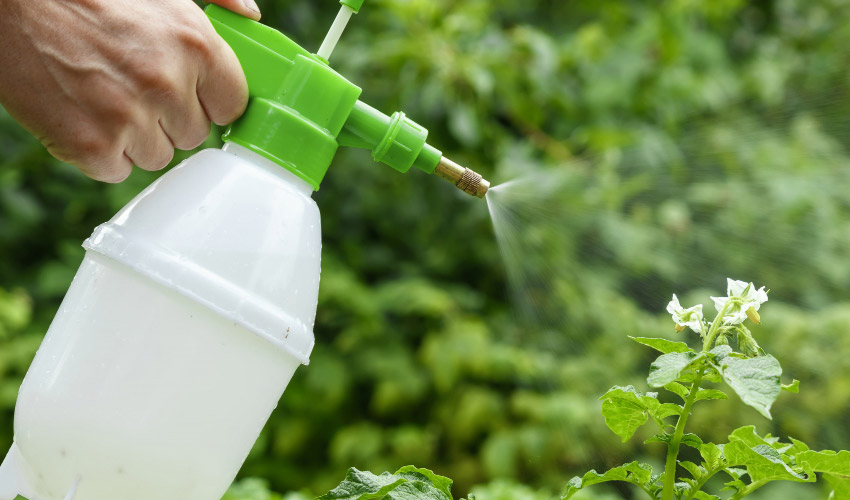 Homemade Aphid Spray - How To Make Your Own Spray