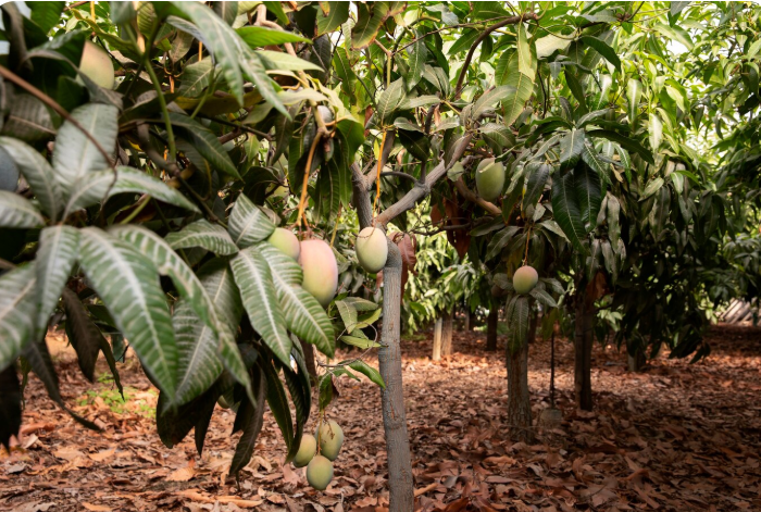How to Grow Mango Trees from Seed - Step By Step Guide