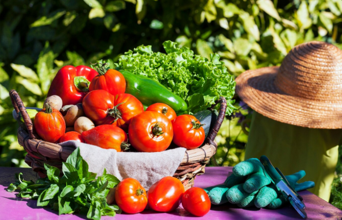 Vegetables to Plant in August - August Gardening Guide