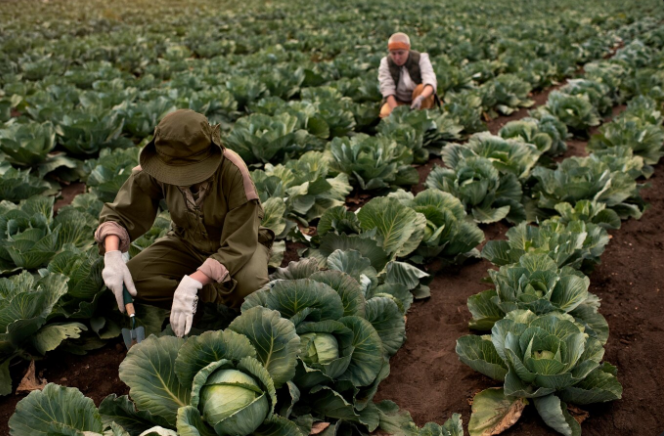 Top Vegetables to Grow in Texas This August for a Fall Harvest
