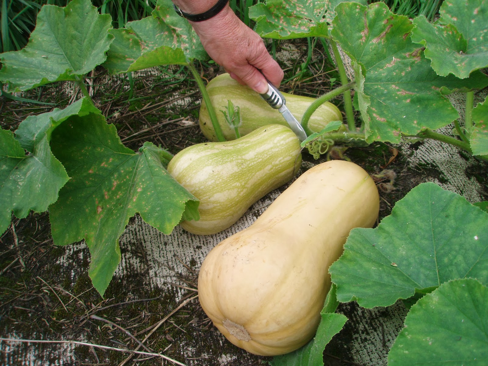 Growing Butternut Squash: How to Grow Your Own Butternut Squash at Home