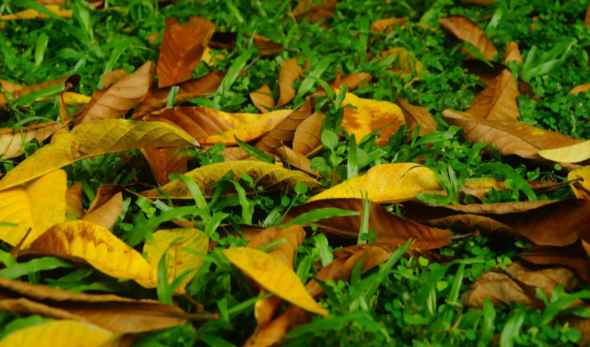 Why Plant Leaves Dropping Early? Reasons For Early Leaf Drop