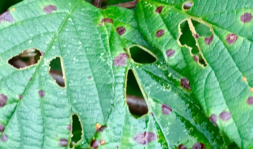 Common Types of Leaf Spot Diseases - Treatment and Prevention